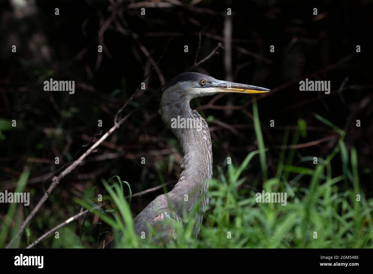 Great blue heron ( Ardea cinerea ) is the largest American heron ...