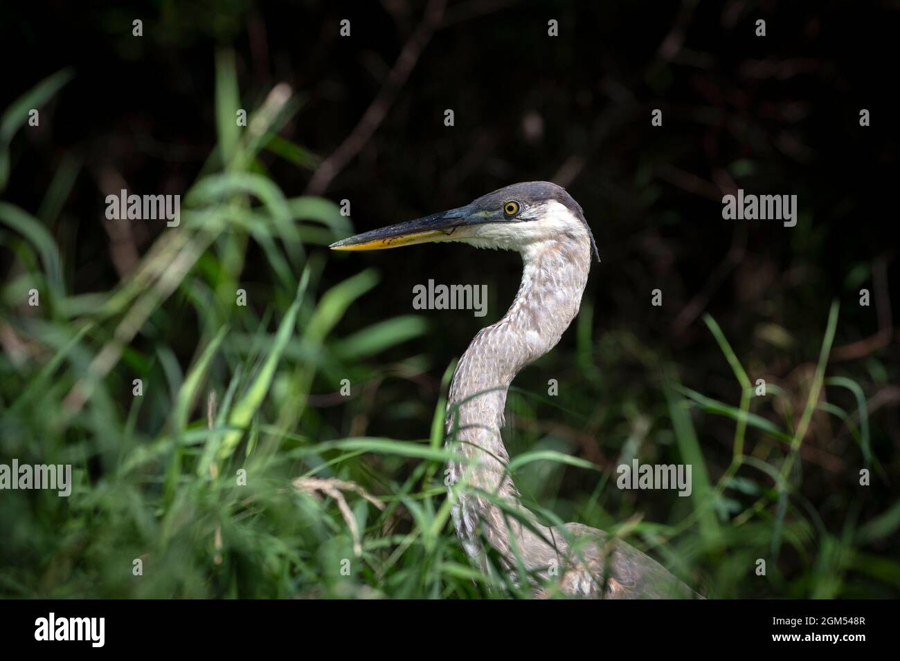 Great blue heron ( Ardea cinerea ) is the largest American heron ...