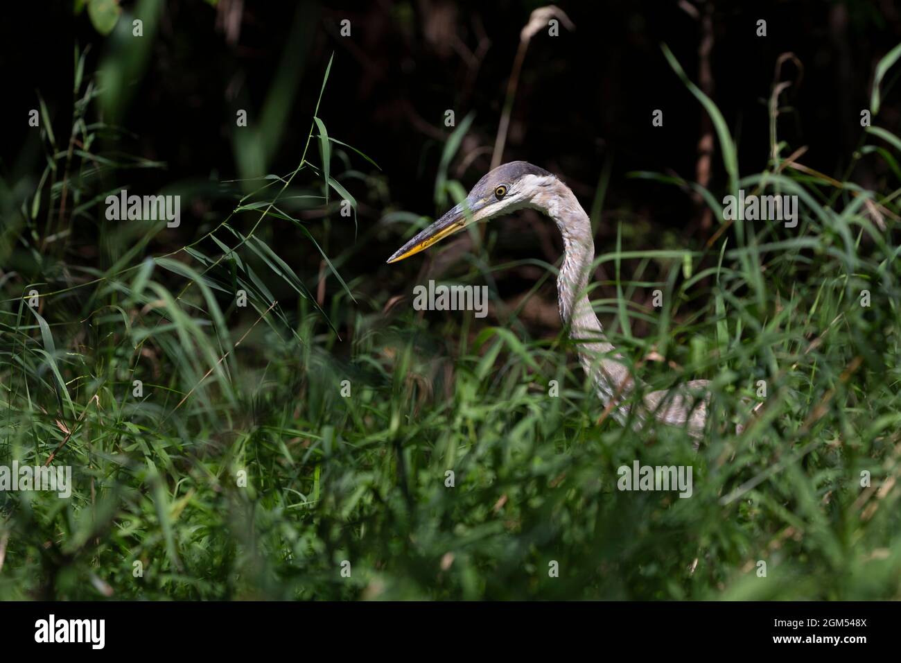 Great blue heron ( Ardea cinerea ) is the largest American heron ...