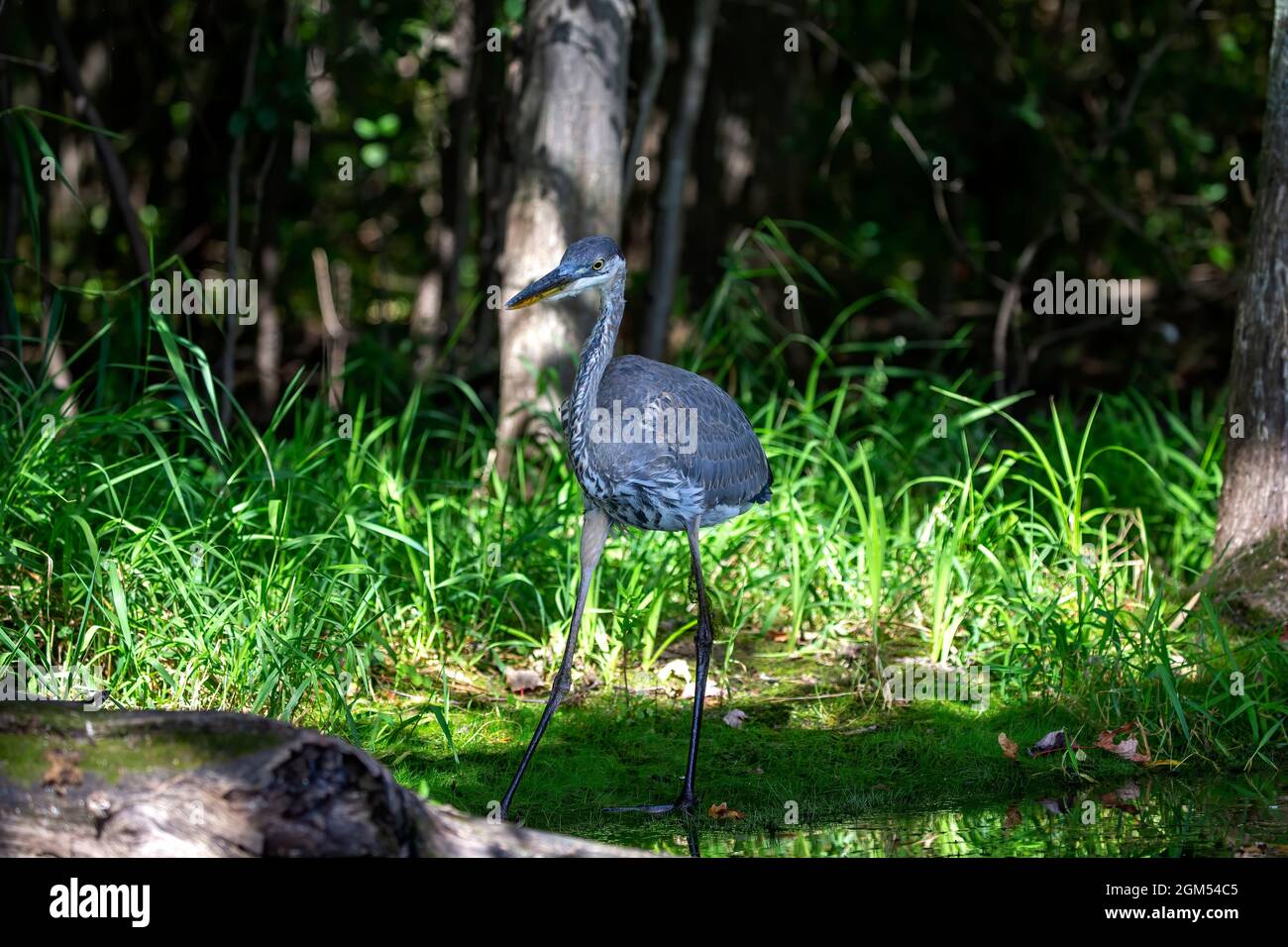 Great blue heron ( Ardea cinerea ) is the largest American heron ...