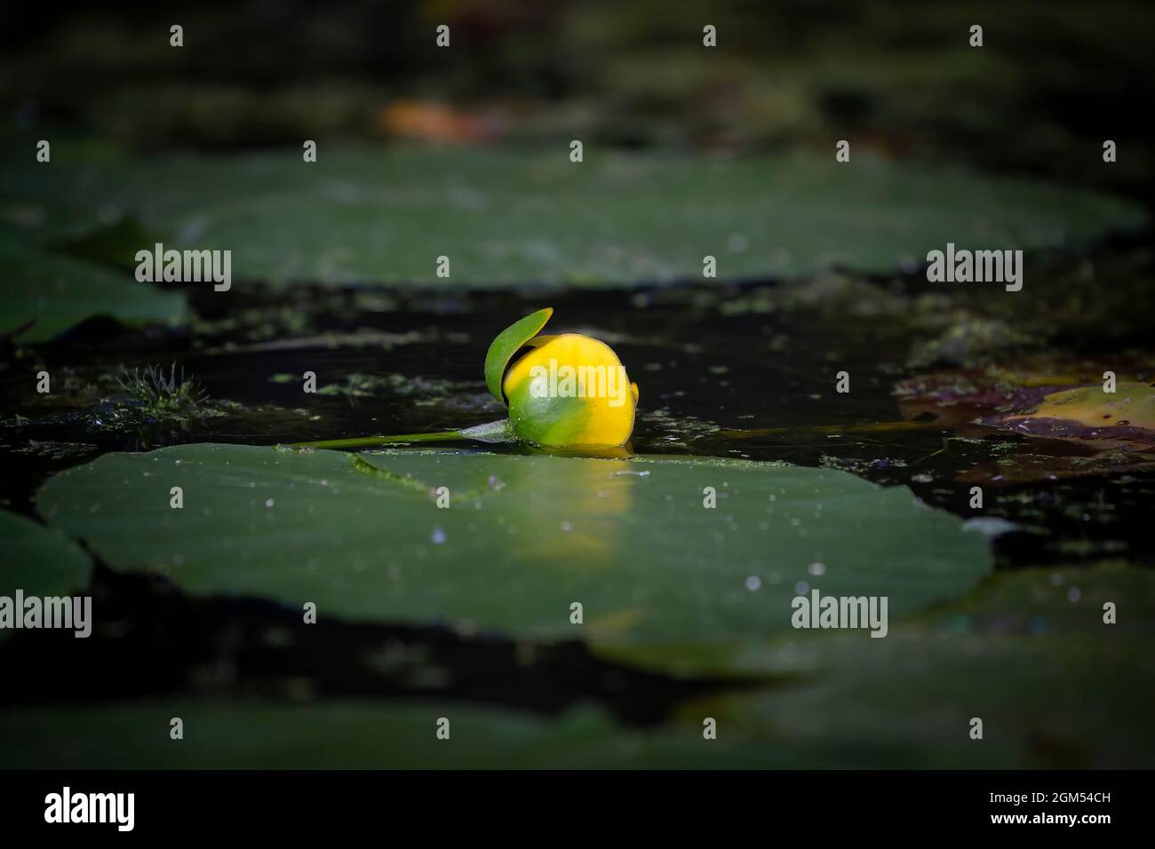 Spatterdock or cow lily or yellow pond-lily ( Nuphar advena ) is a ...