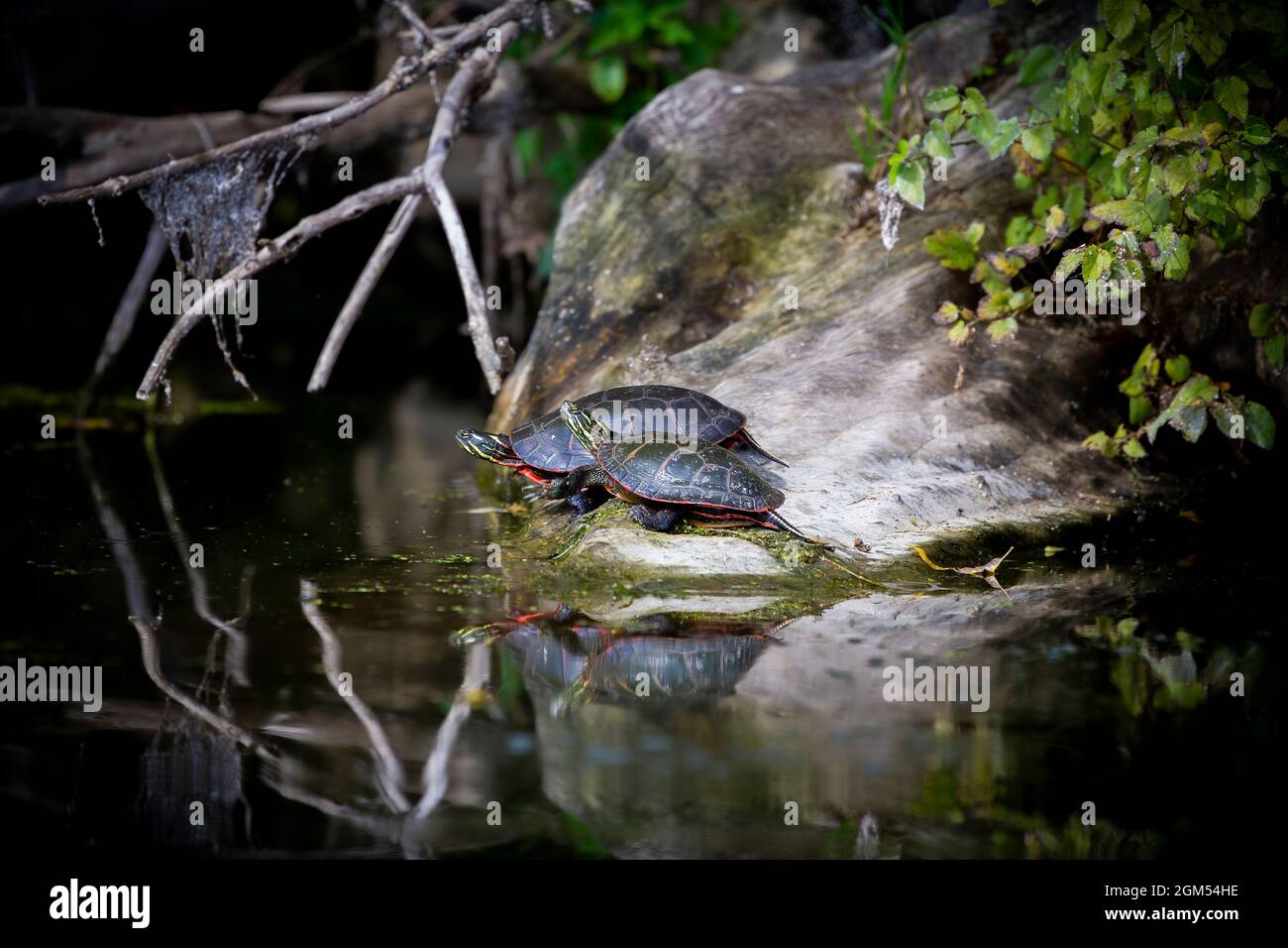 The painted turtle (Chrysemys picta) is the most widespread native ...