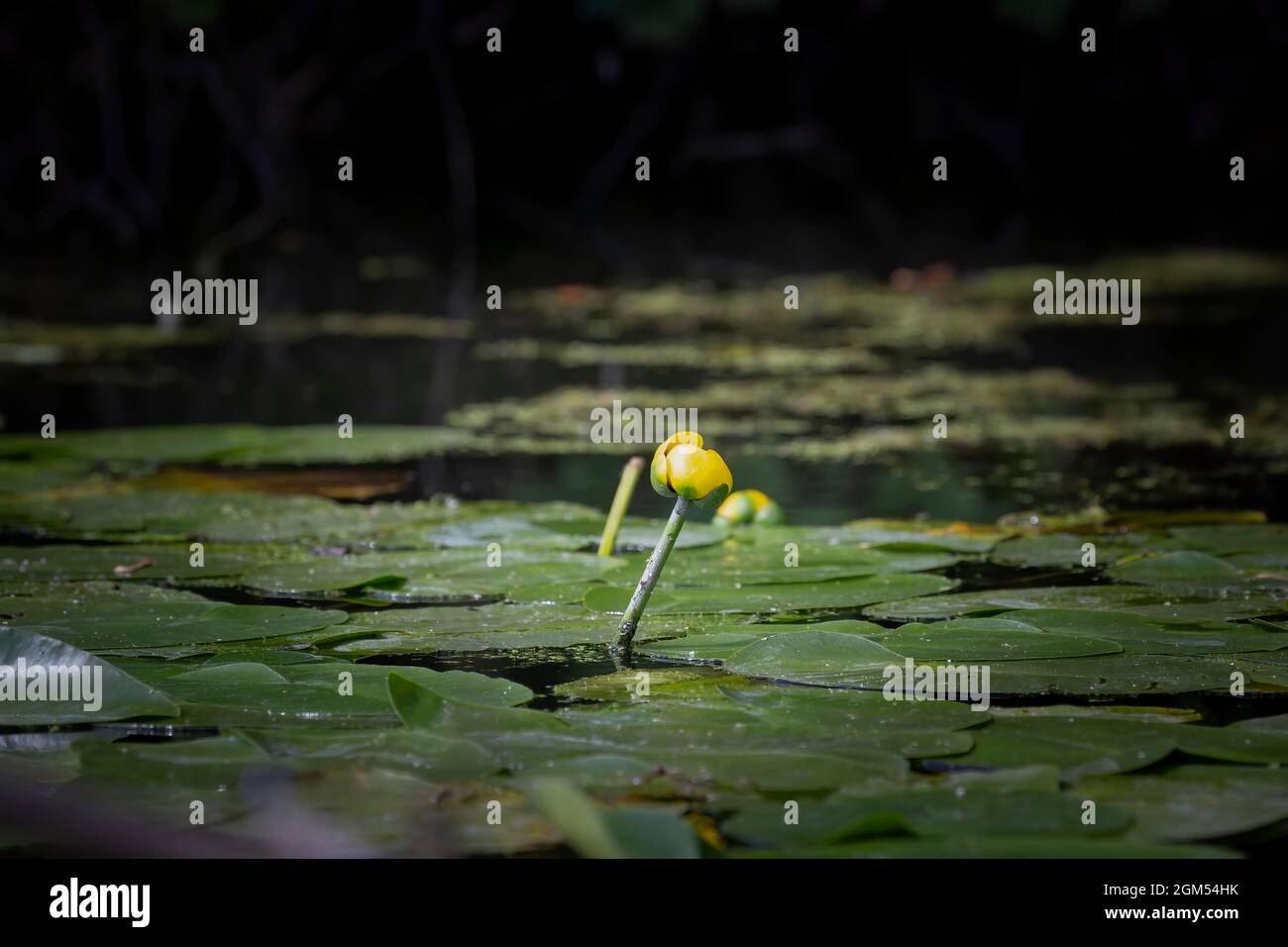 Spatterdock or cow lily or yellow pond-lily ( Nuphar advena ) is a ...