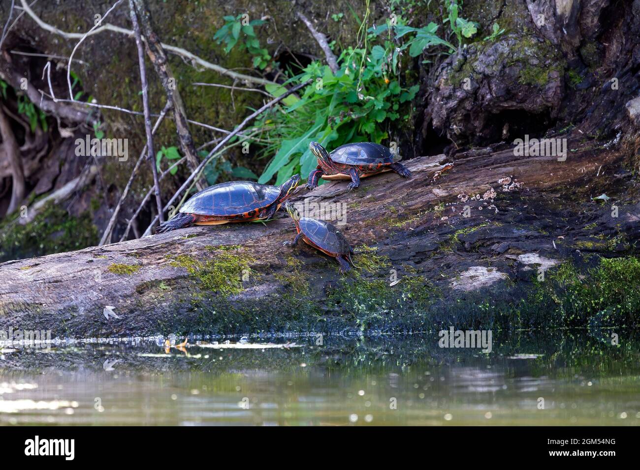 The painted turtle (Chrysemys picta) is the most widespread native ...