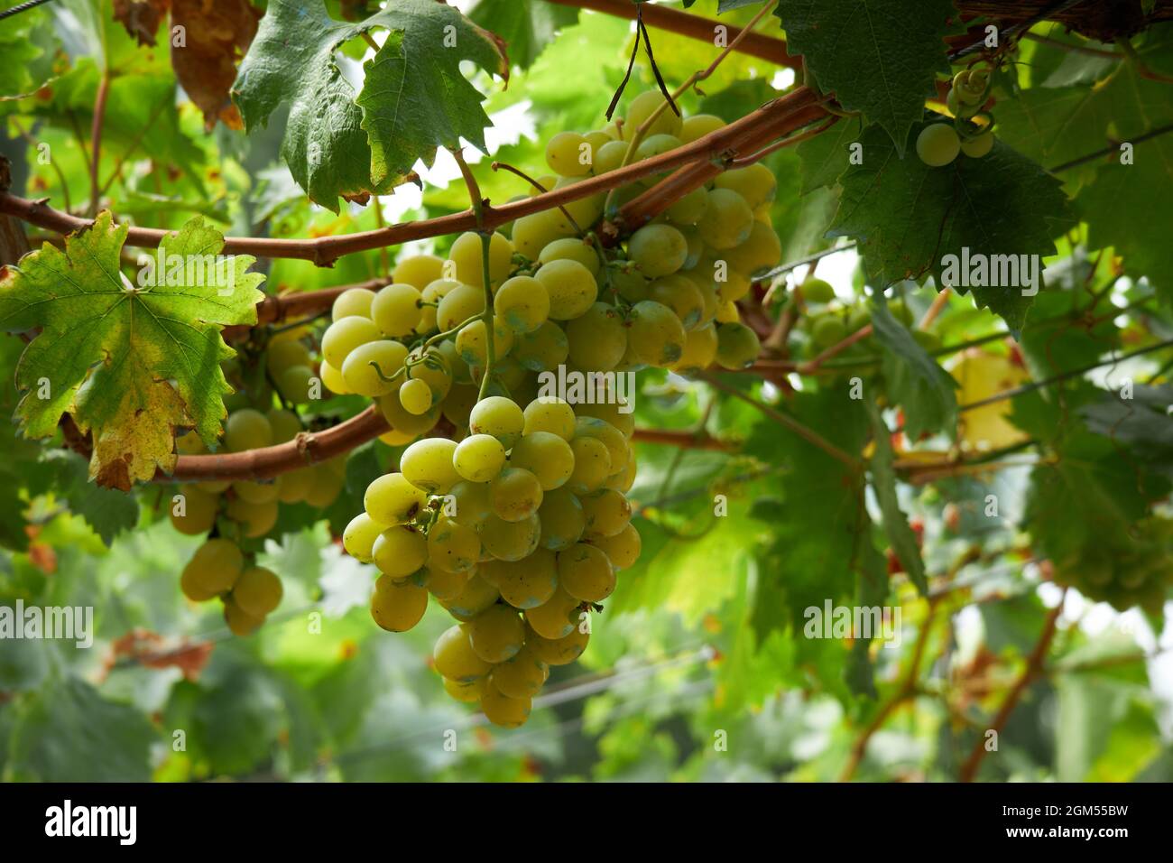 Grapes tree hi-res stock photography and images - Alamy