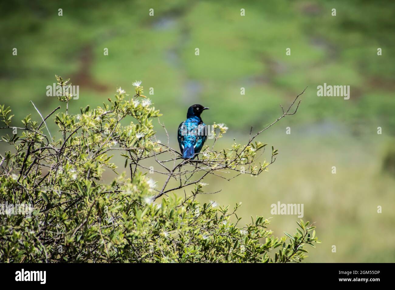 Superb Starling in Kenya Africa Stock Photo - Alamy