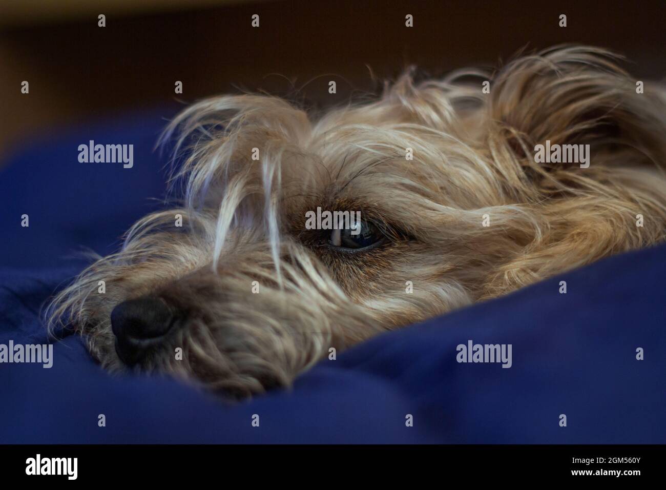 Beautiful dog sleeping on the bed Stock Photo - Alamy