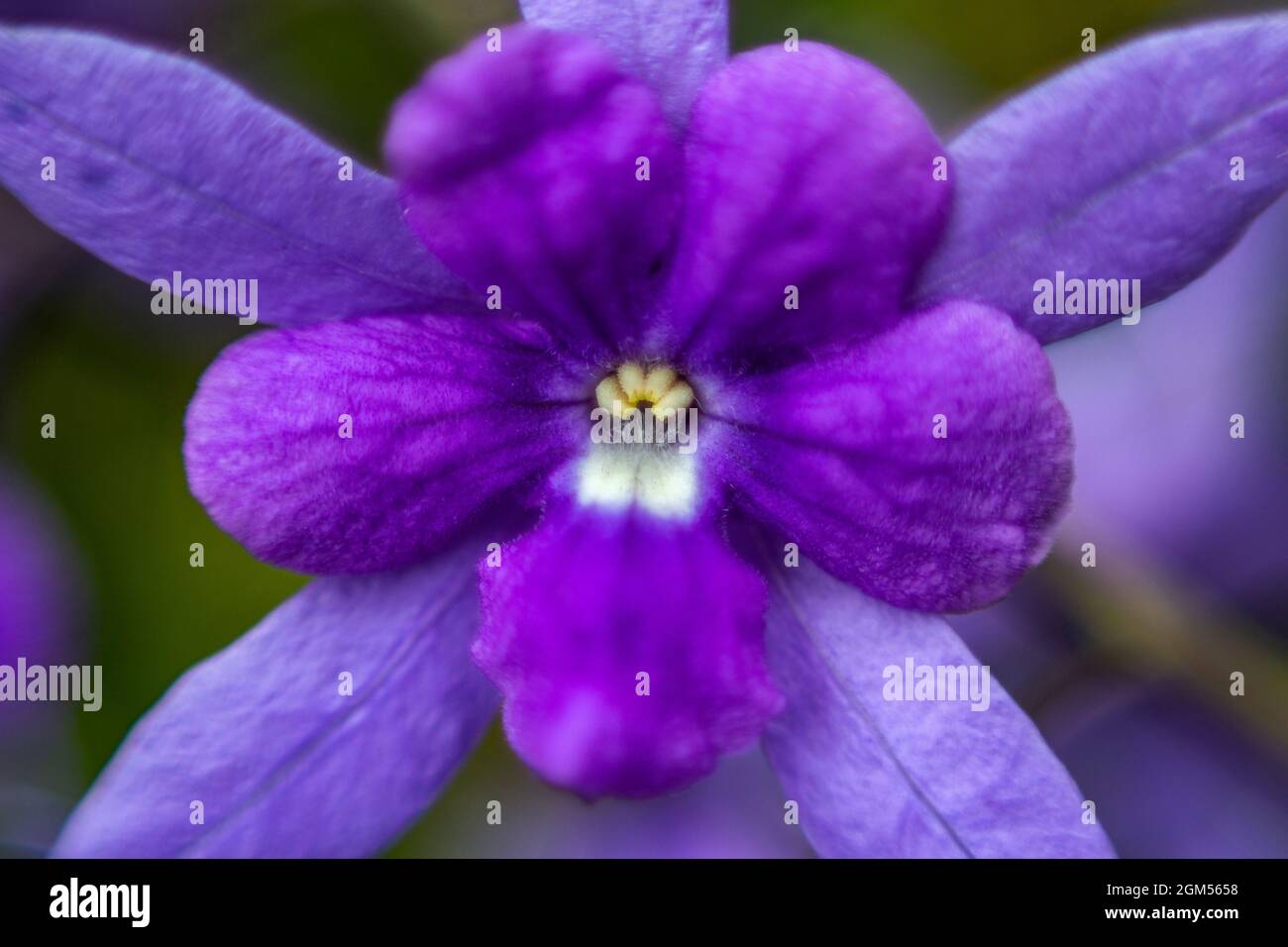 Focus on purple flowers hi-res stock photography and images - Alamy