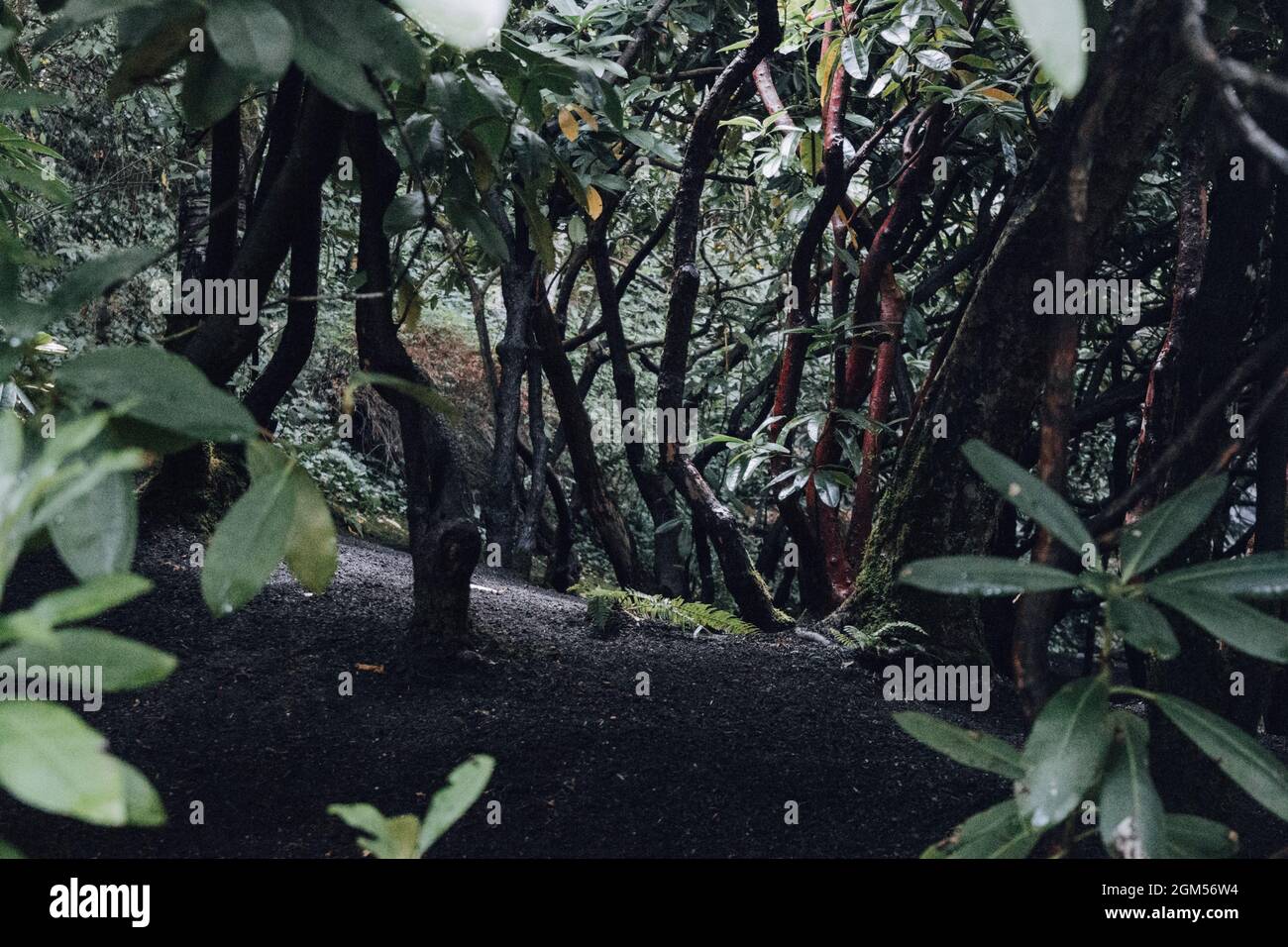 Dark forest covered in trees and bushes in the daylight - perfect for ...