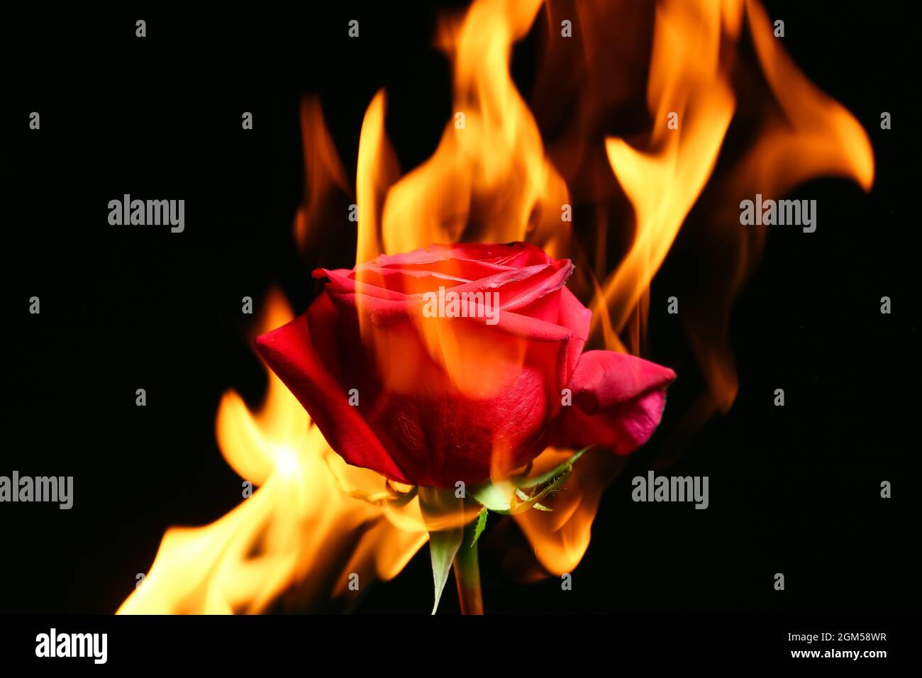 Beautiful rose in flame on dark background Stock Photo - Alamy