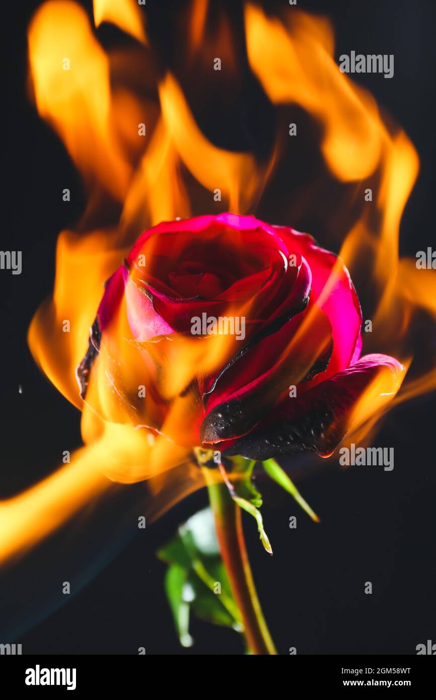 Beautiful rose in flame on dark background Stock Photo - Alamy