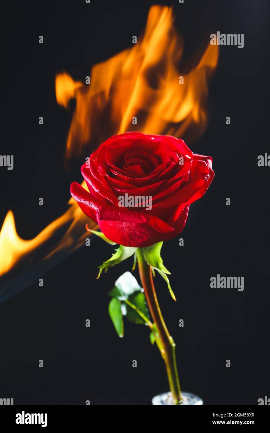 Beautiful rose and flame on dark background Stock Photo - Alamy