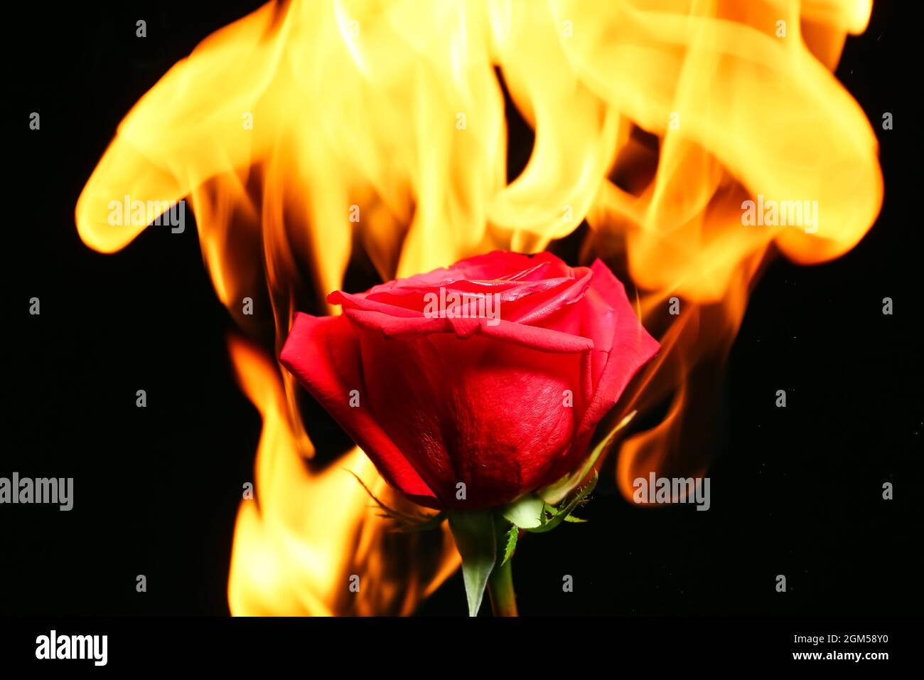 Beautiful rose in flame on dark background Stock Photo - Alamy