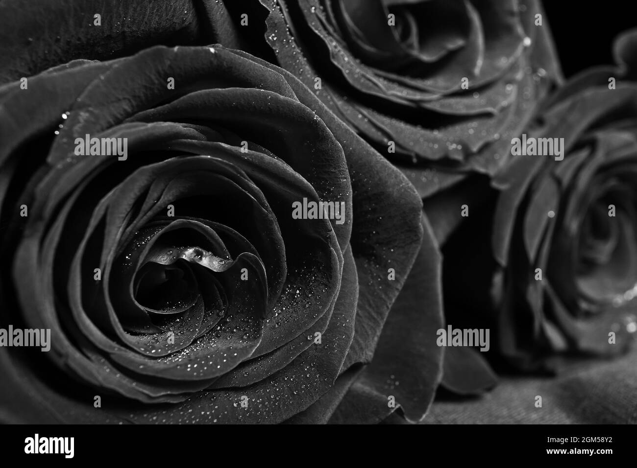 White water roses Black and White Stock Photos & Images - Alamy
