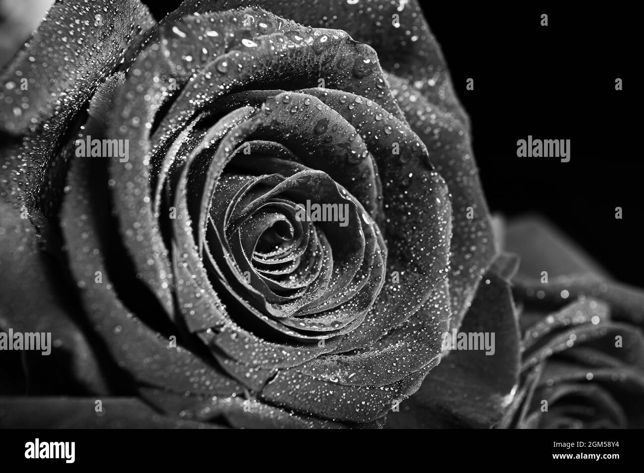 Bud of beautiful rose with water drops, closeup Stock Photo - Alamy