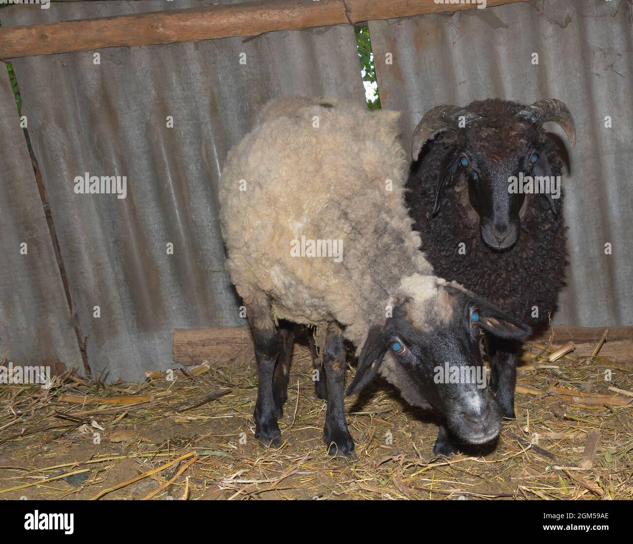Two beautiful sheep with blue eyes - one white and one black Stock ...
