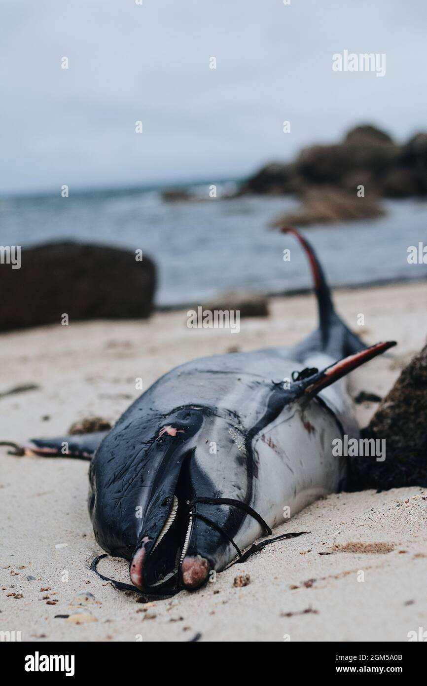 Marine life killed hi-res stock photography and images - Alamy