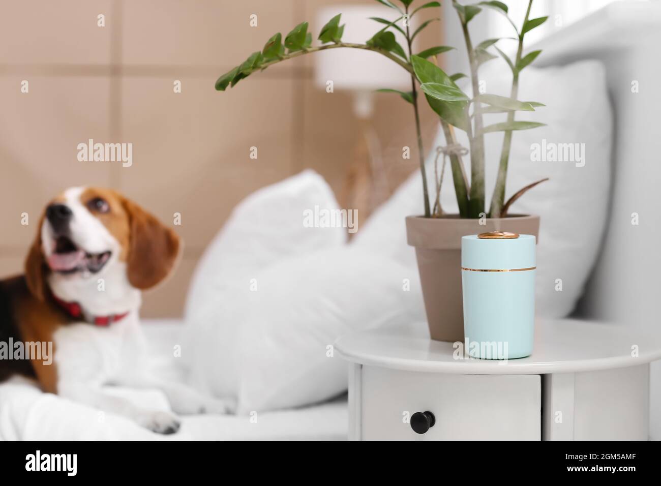 Cute dog in room with modern humidifier Stock Photo - Alamy