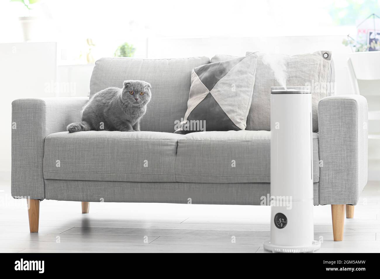 Cute cat in room with modern humidifier Stock Photo - Alamy