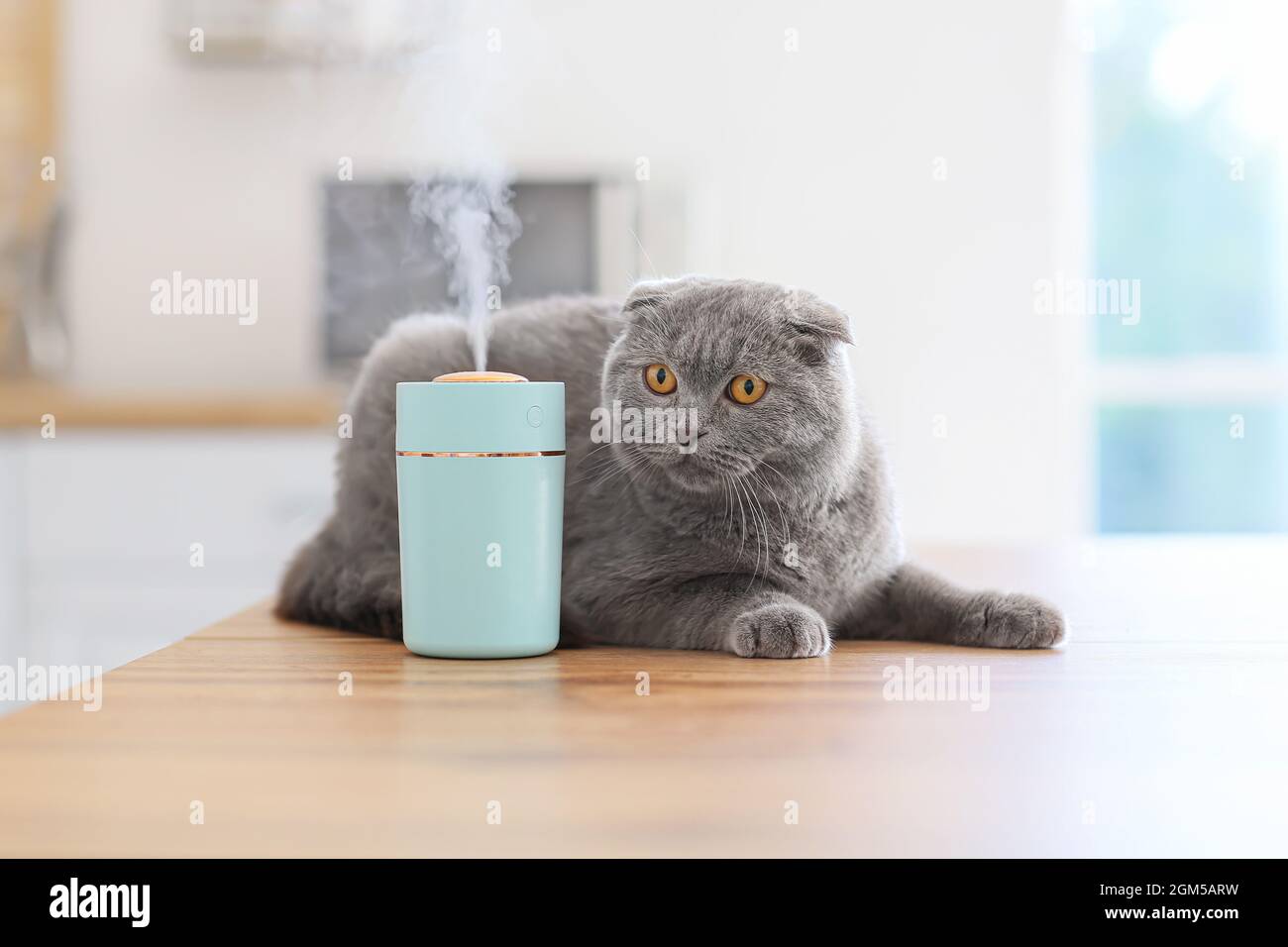 Cute cat in room with modern humidifier Stock Photo - Alamy