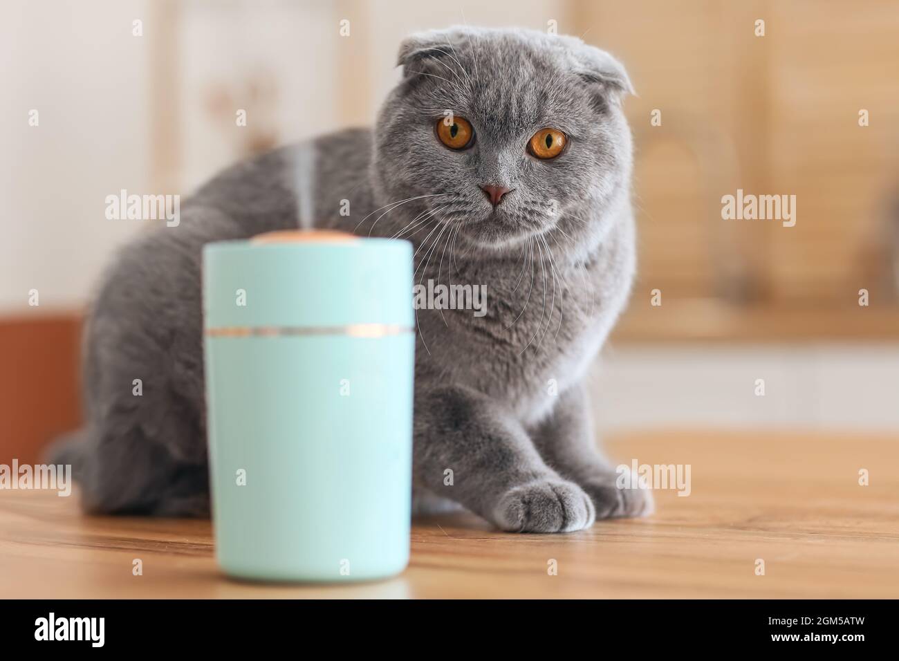 Cute cat in room with modern humidifier Stock Photo - Alamy