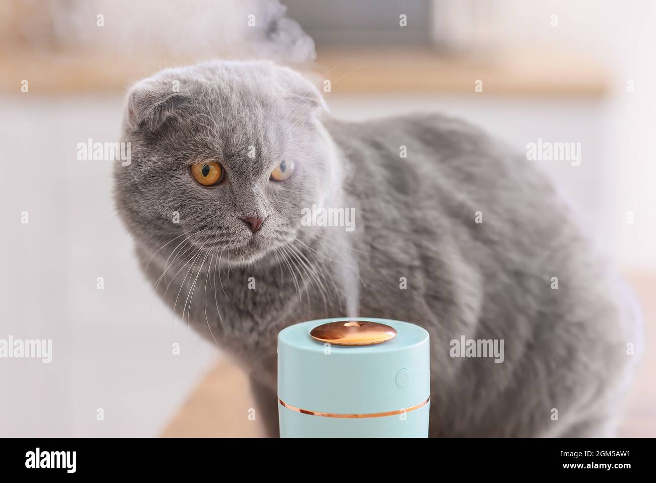 Cute cat in room with modern humidifier Stock Photo - Alamy