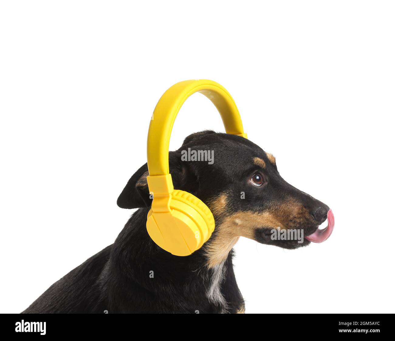 Cute dog with headphones on white background Stock Photo - Alamy