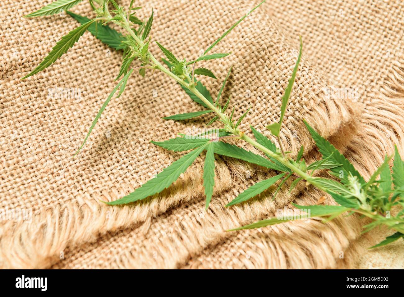 Hemp clothes production hi-res stock photography and images - Alamy