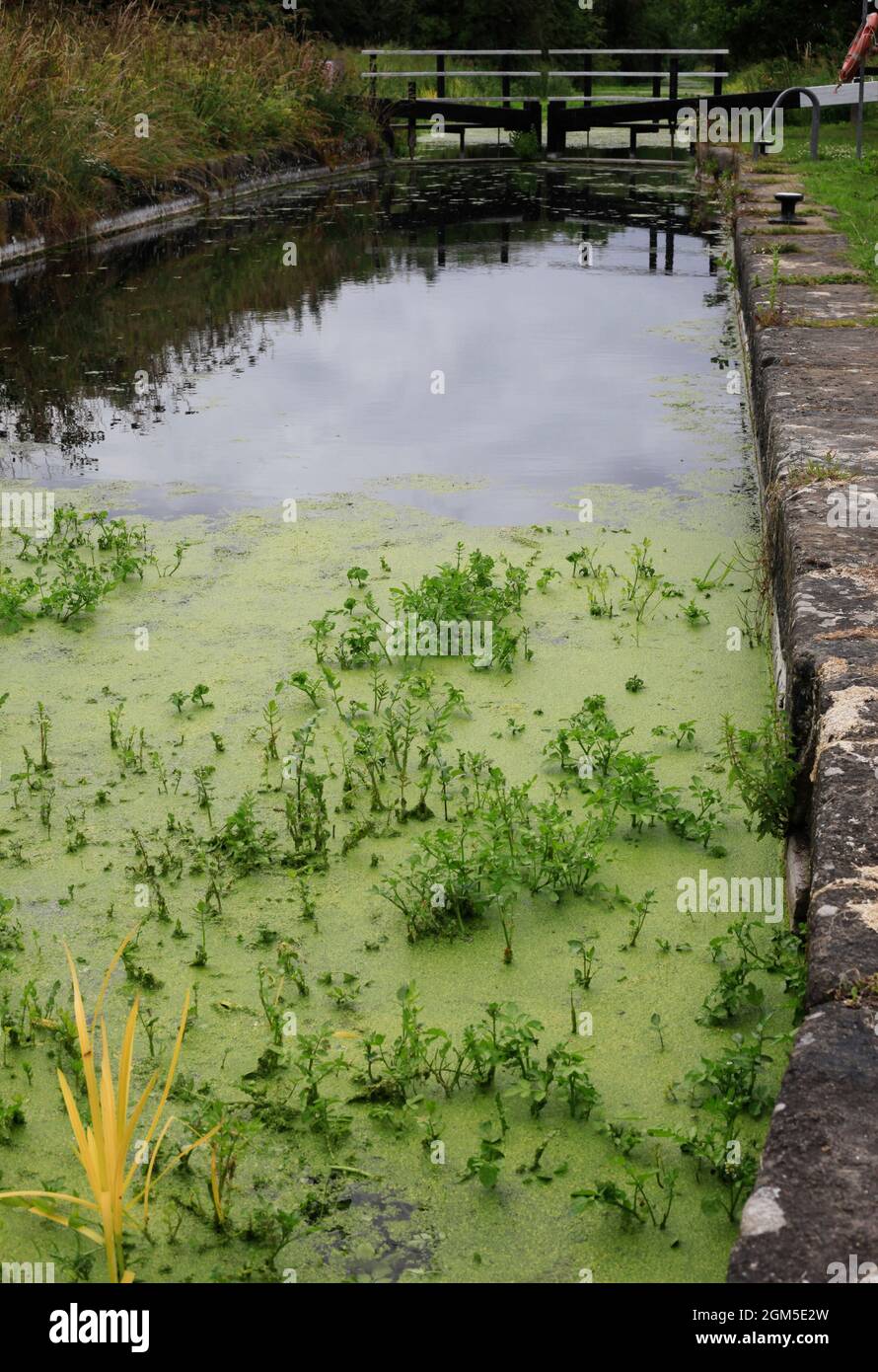 Lock with pondweed and irises at Driffield canal at Wansford East ...