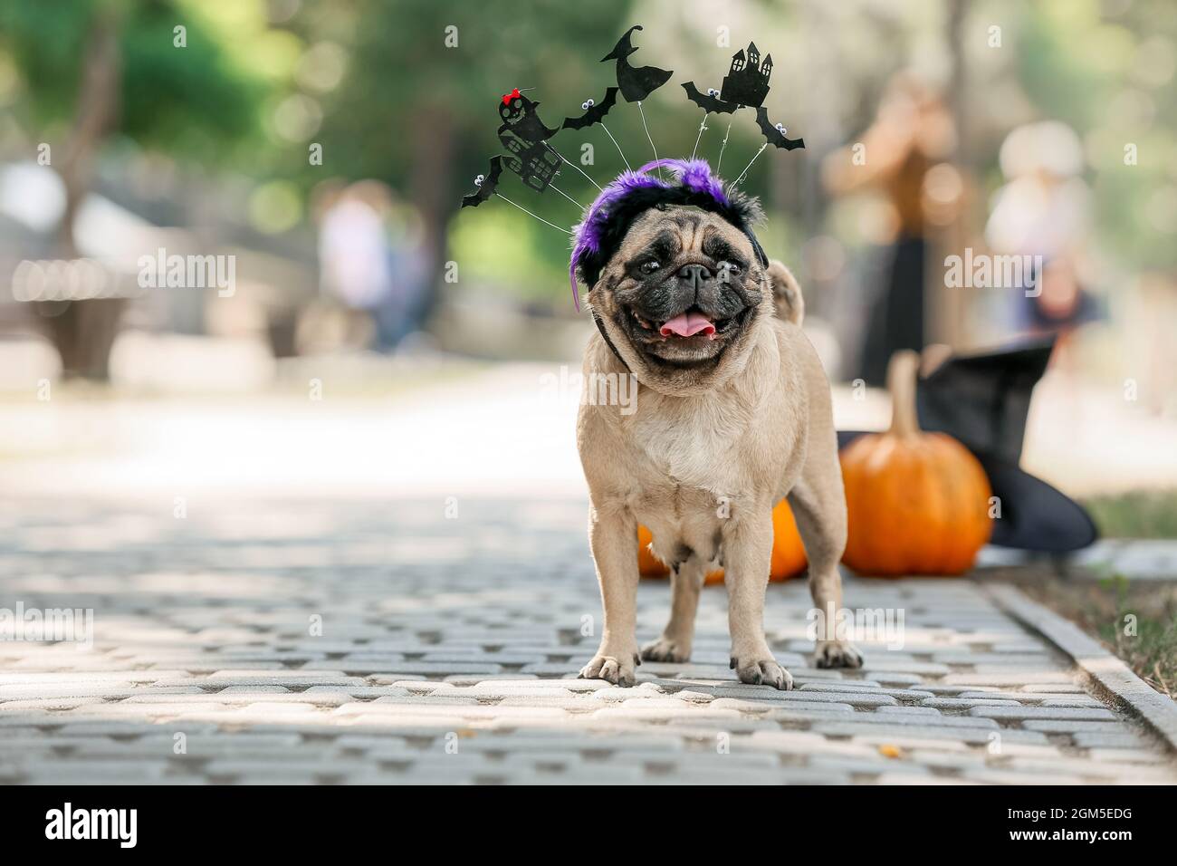 Cute pug dog with Halloween decor outdoors Stock Photo - Alamy