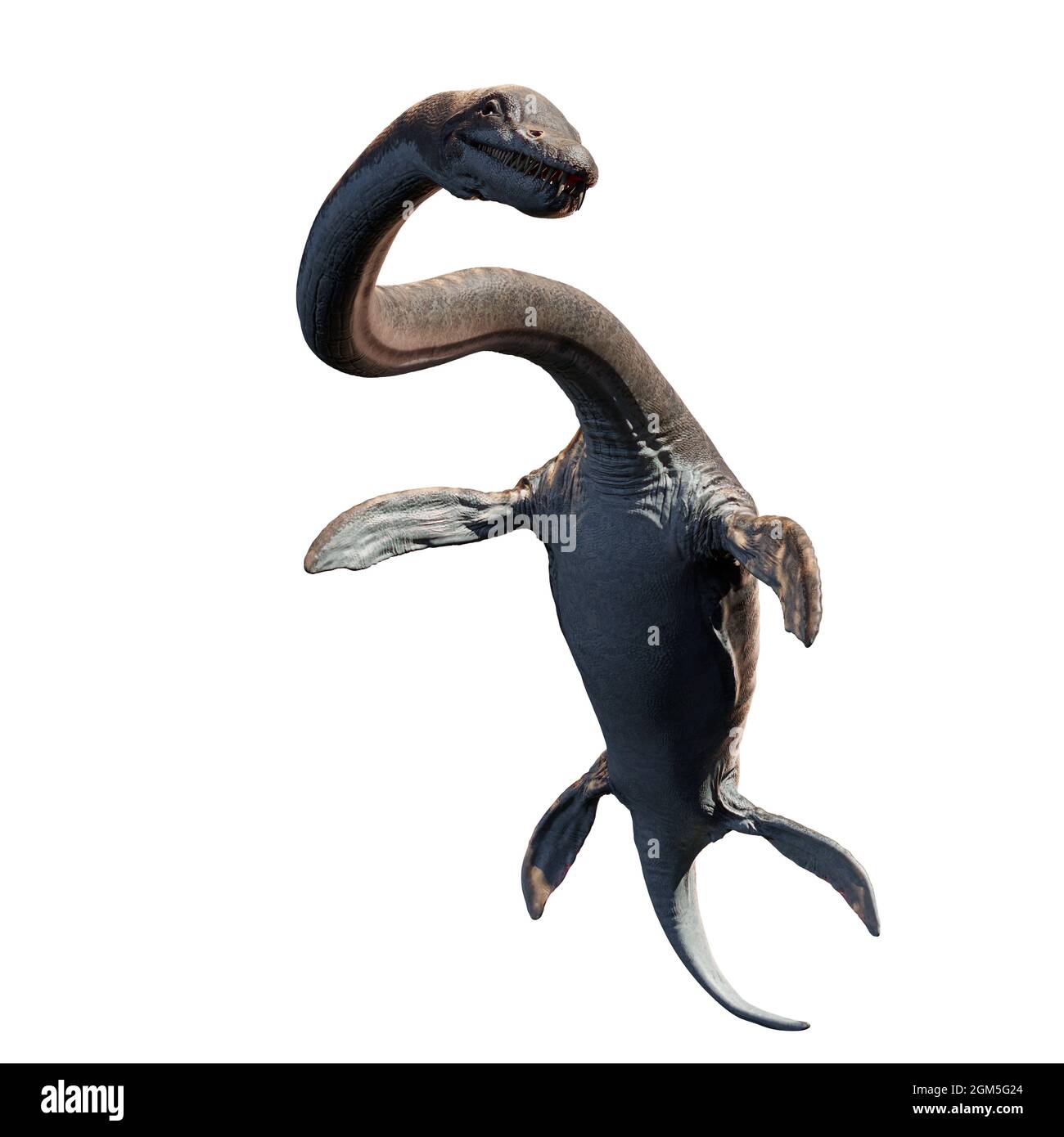 Elasmosaurus, plesiosaur from the Late Cretaceous period, isolated on ...