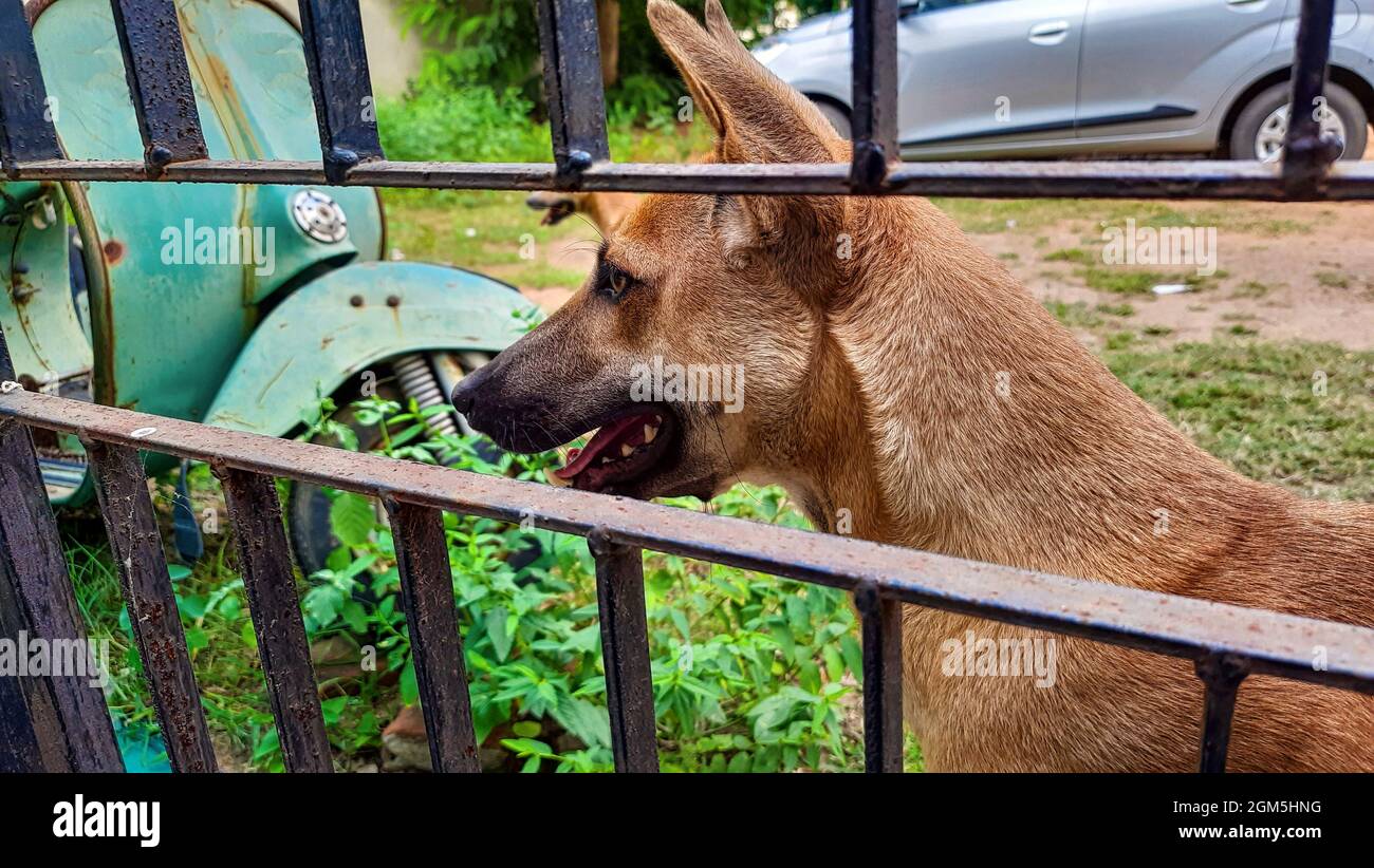 Closeup side view of a shepherd dog standing behind a rusty iron wicket ...