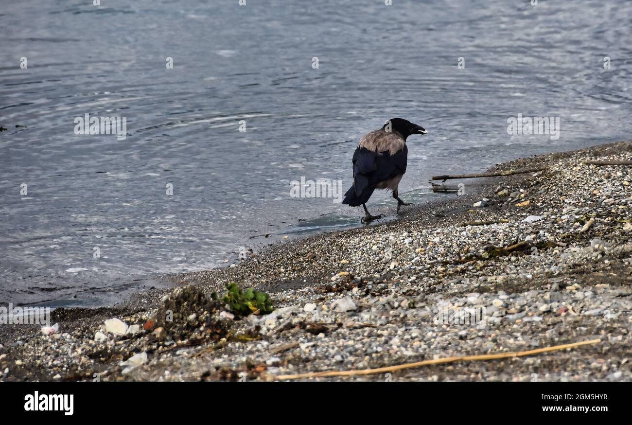 Back view of a gray crow perching on the pebbles covered with moss by a ...