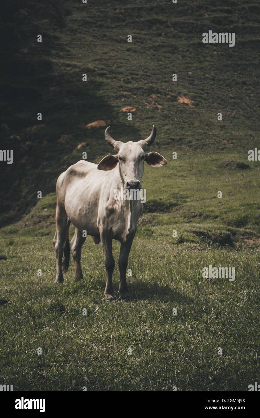 Little white bull hi-res stock photography and images - Alamy