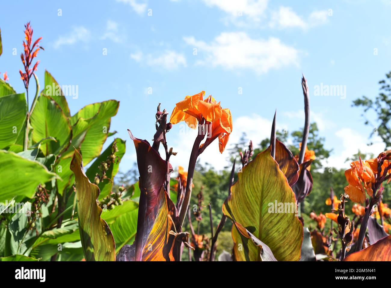 Canna indica canna lily hi-res stock photography and images - Alamy