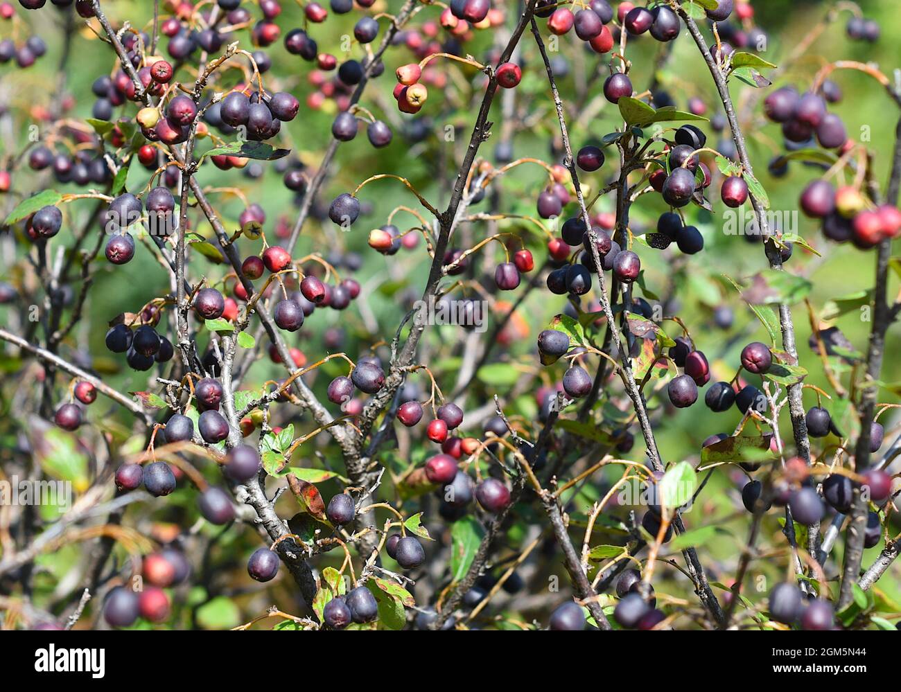 Berries red leaves yellow cotoneaster hi-res stock photography and ...