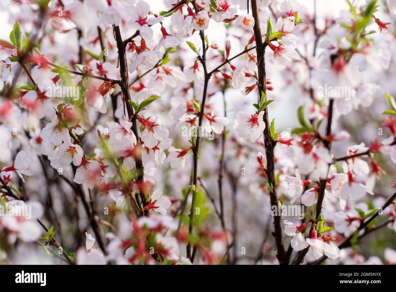 Branches of flowering fruit trees. Spring bloom in the garden Stock ...