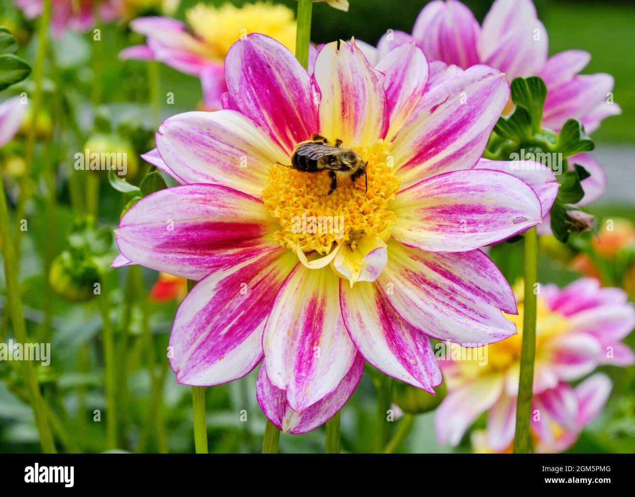 Single Dahlia named "Boogie Woogie" with a bumble bee on top in bloom ...