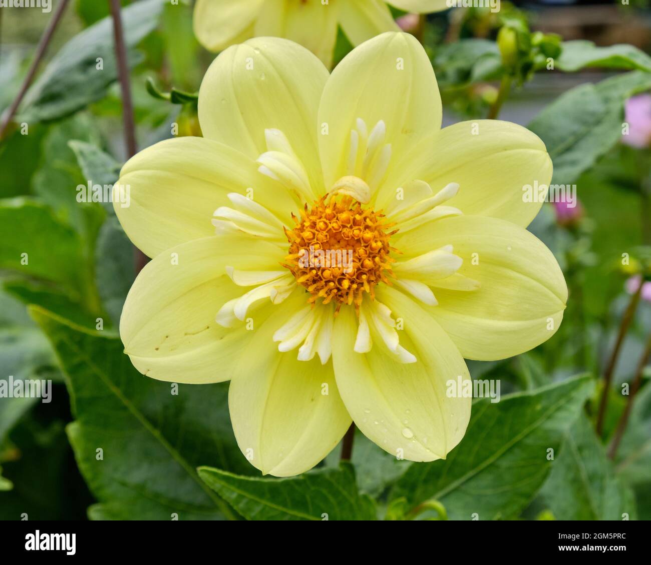 Single Dahlia named "Kelsey Sunshine" in bloom in the Halifax Public ...