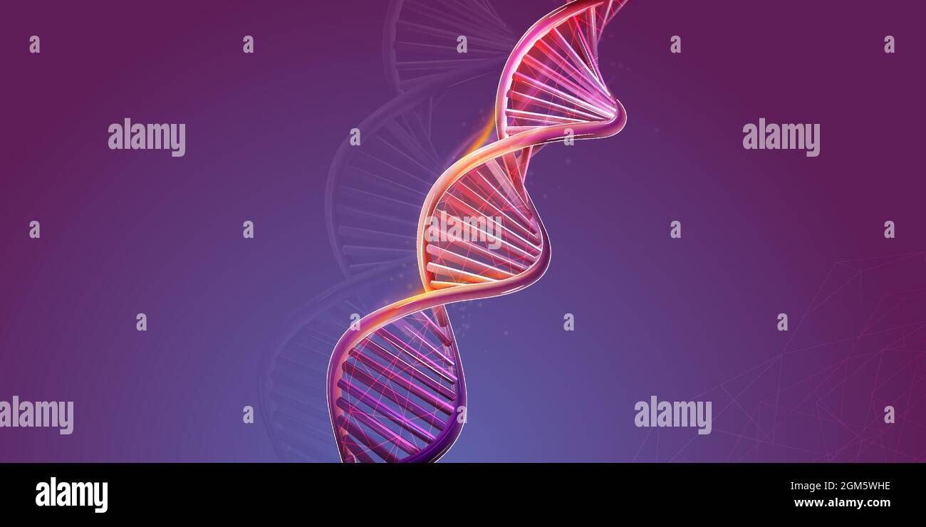 DNA double helix structure on a purple background Stock Vector Image ...