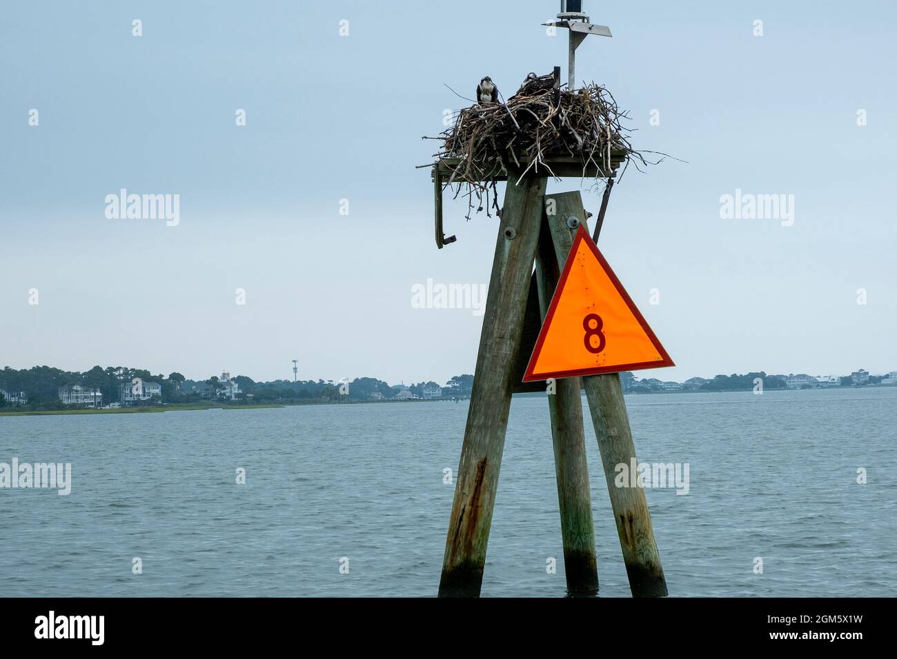 Osprey nest with Osprey at the top of nesting platform on buoy Stock ...