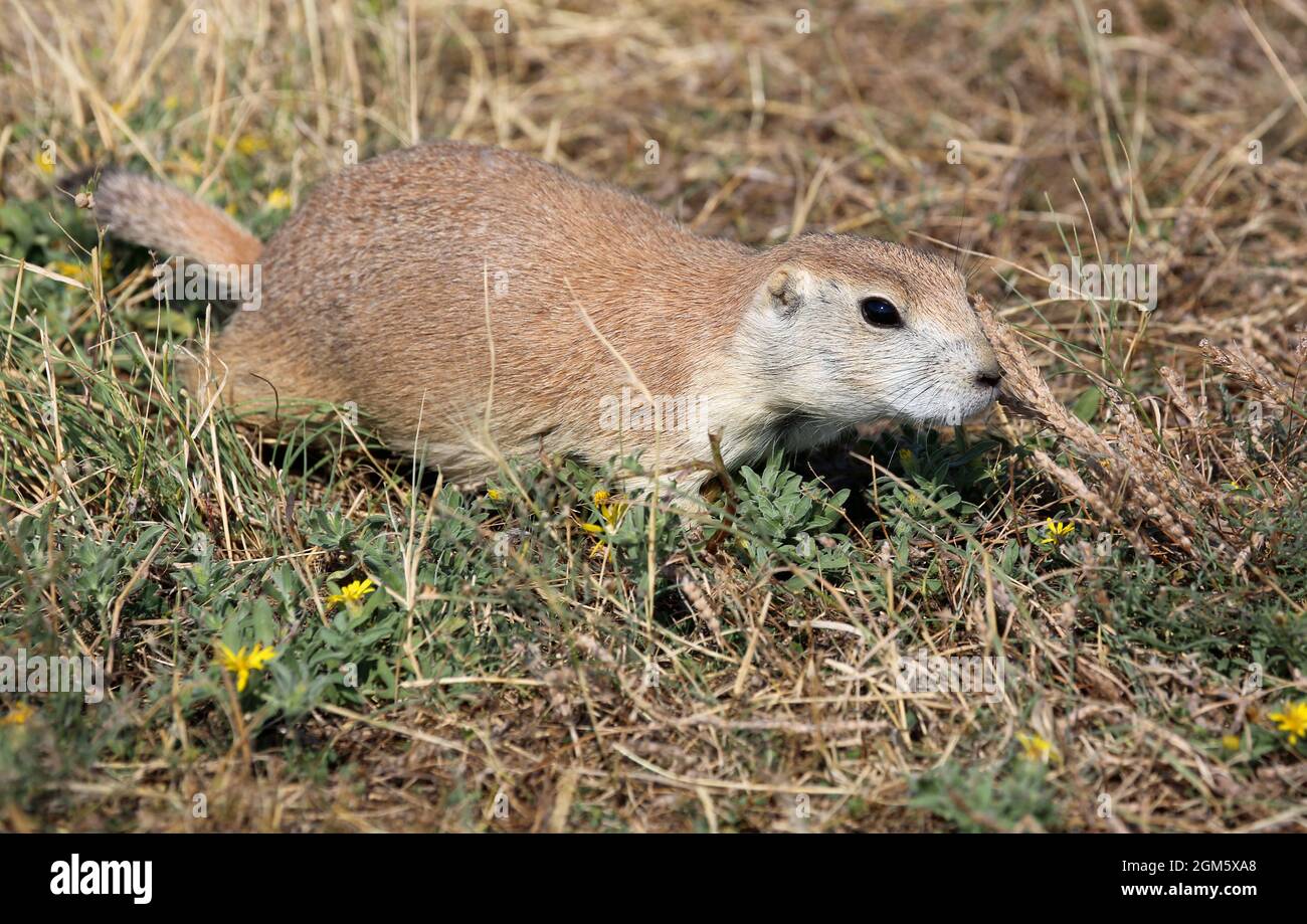 Wild rodent hi-res stock photography and images - Alamy