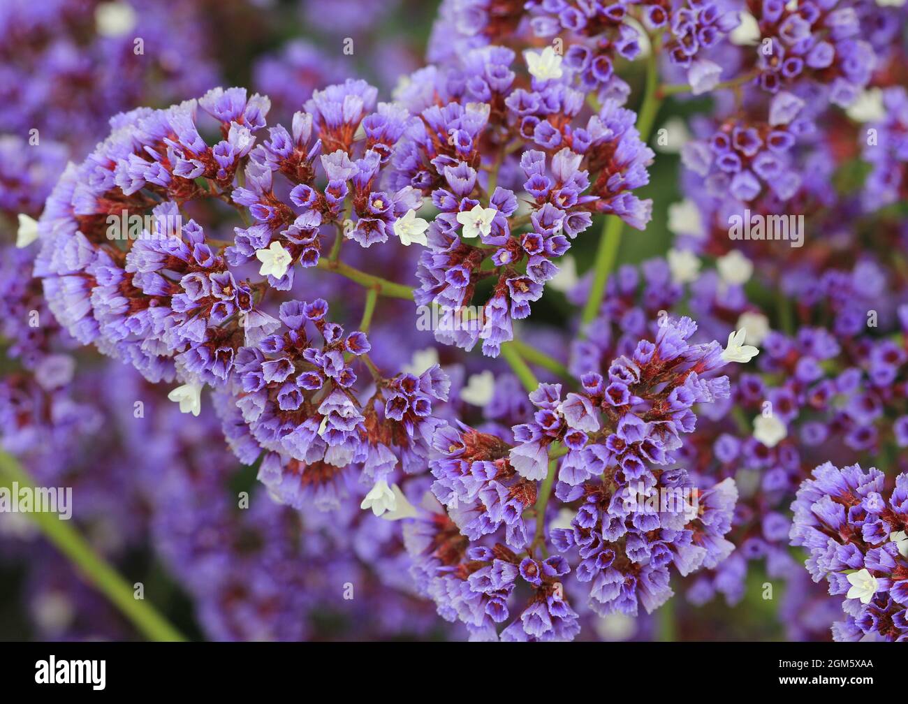Statice hi-res stock photography and images - Alamy