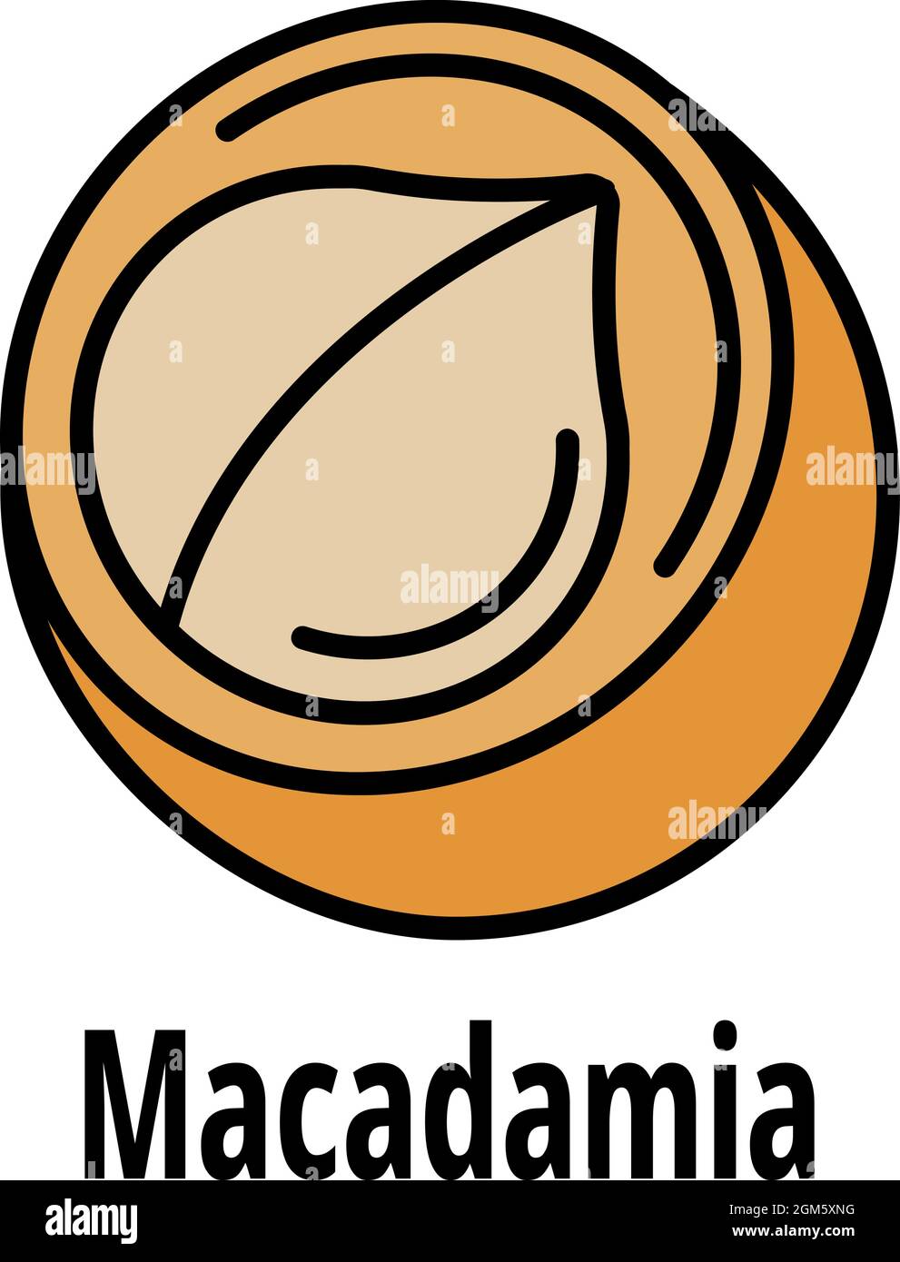 Macadamia icon. Outline macadamia vector icon color flat isolated on ...