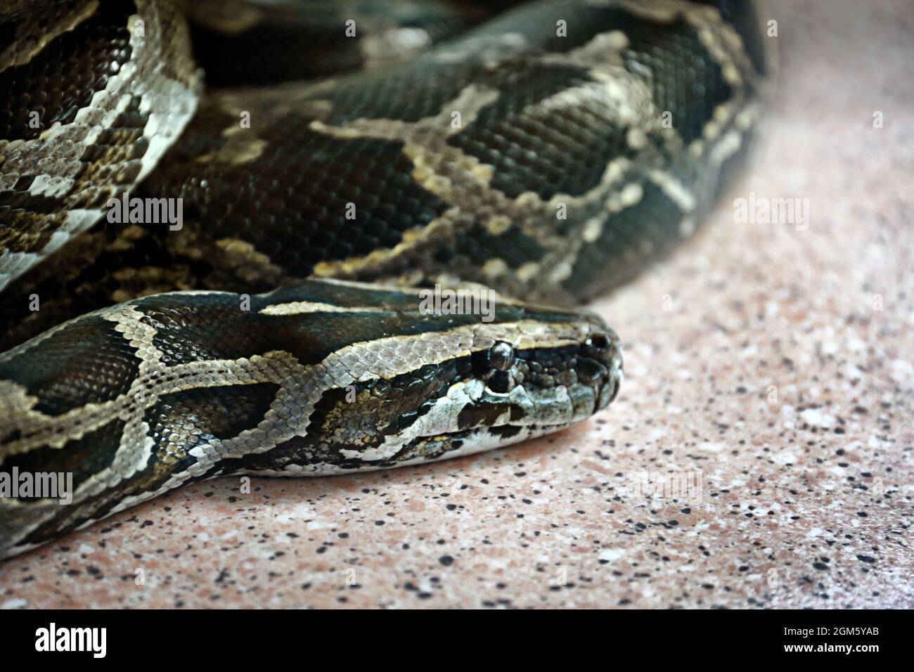 Big python in terrarium, closeup Stock Photo - Alamy
