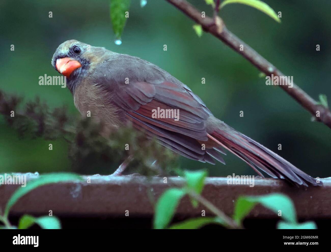 northern Cardinal on the deck in the rain Stock Photo - Alamy