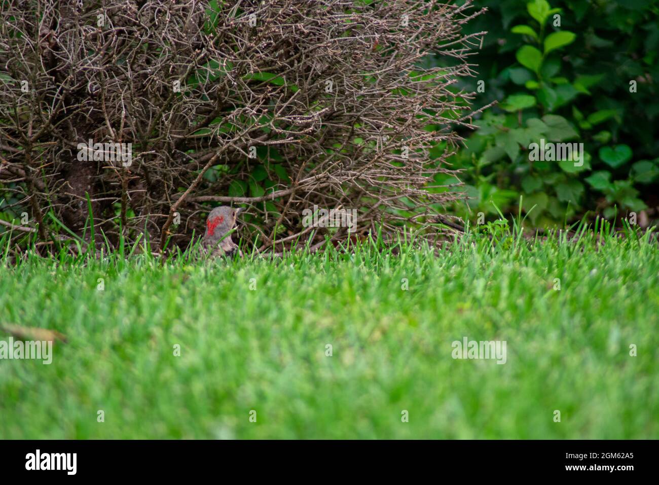 A Northern Flicker on the ground In Front of a Dead Bush Stock Photo ...