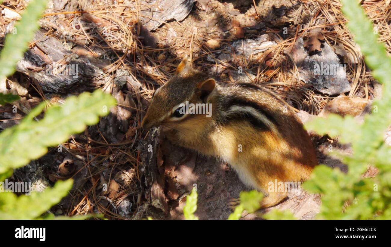 Barron Canyon Trail, Algonquin Provincial Park, Ontario, Canada - Close ...