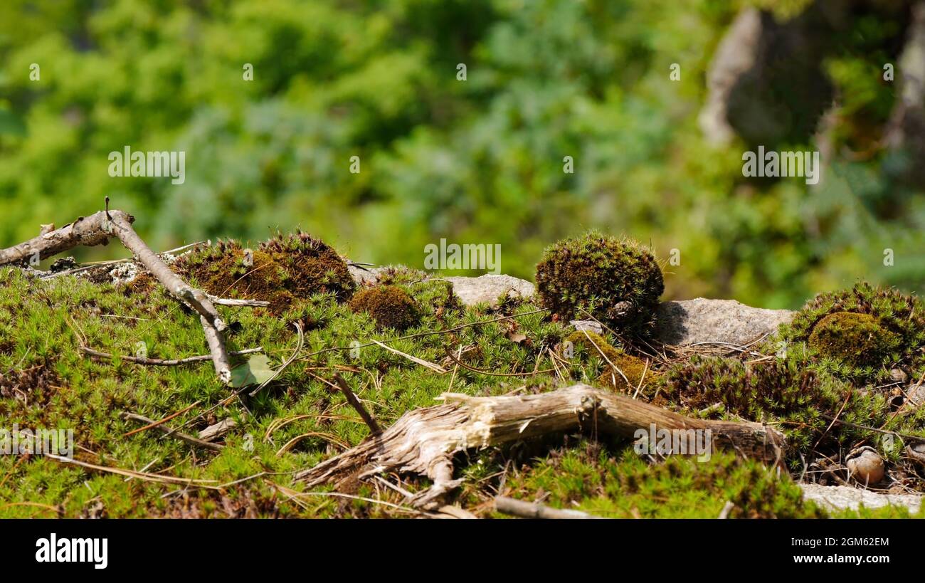 Moss in canyon hi-res stock photography and images - Alamy