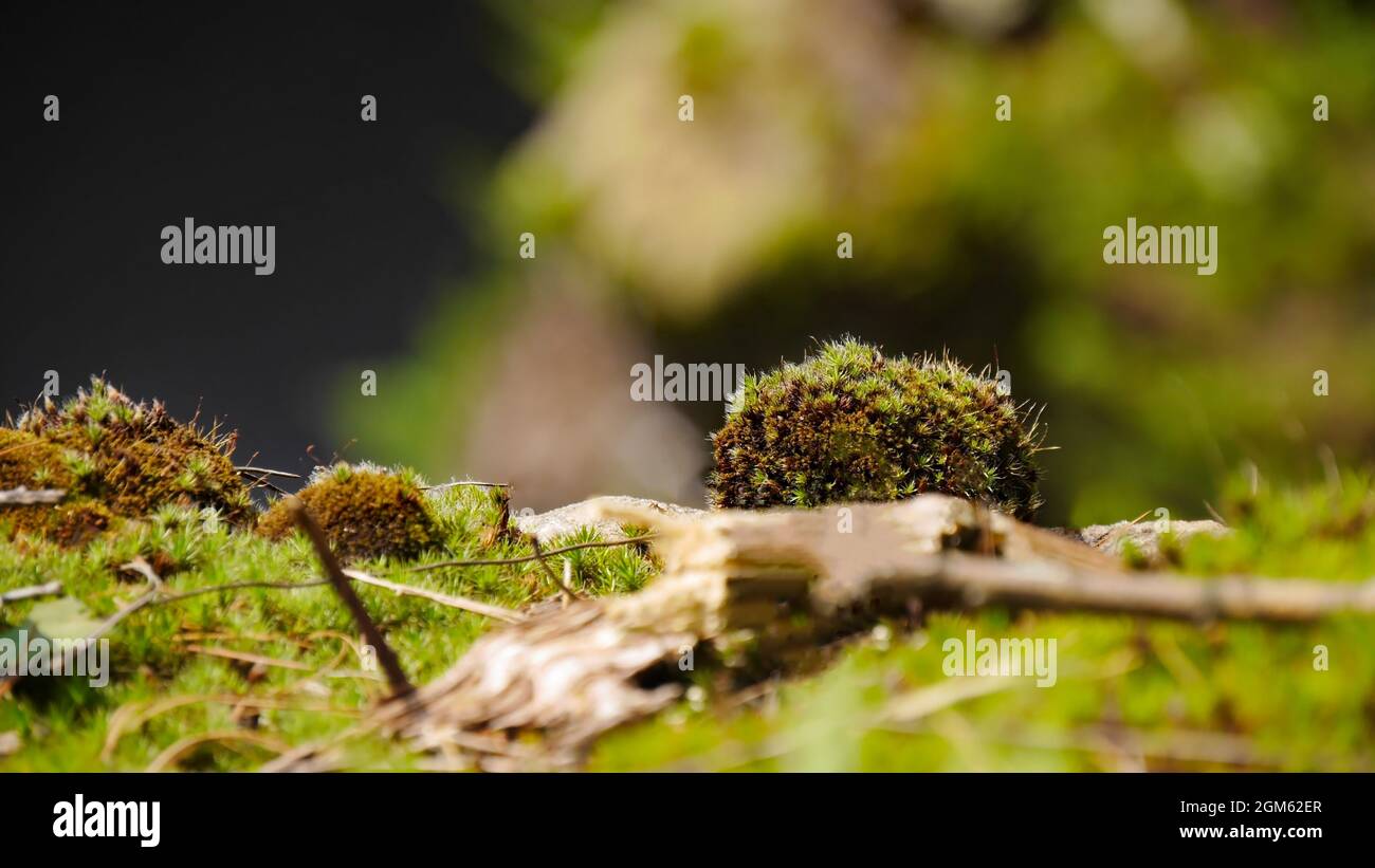 Barron Canyon Trail, Algonquin Provincial Park, Ontario, Canada. Close ...